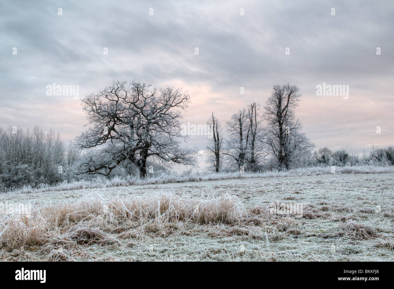 Old oak tree (Quercus) covered in hoar frost with frozen grasses in ...