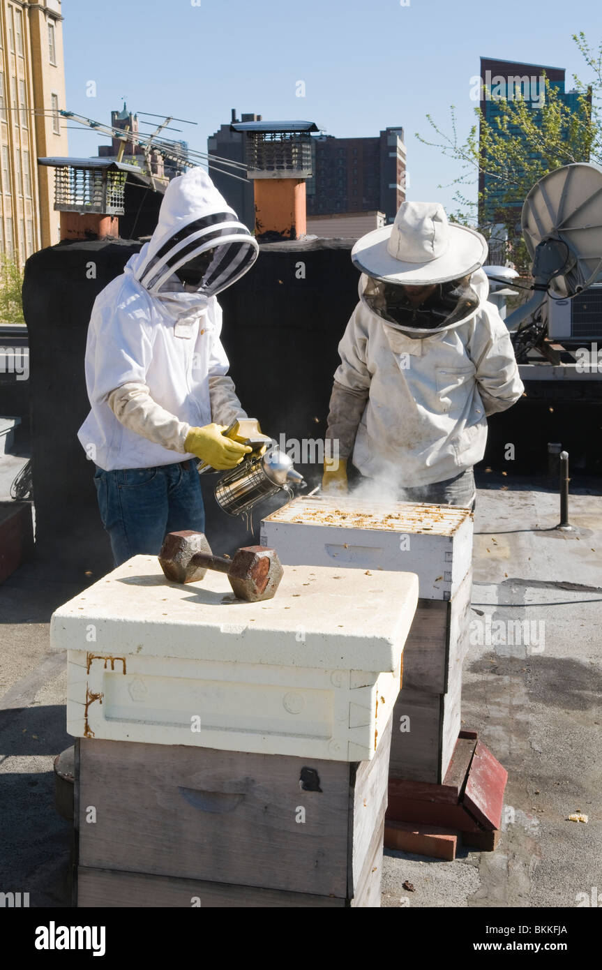 Urban Beekeepers inspecting their bees, on a rooftop in Brooklyn, New ...