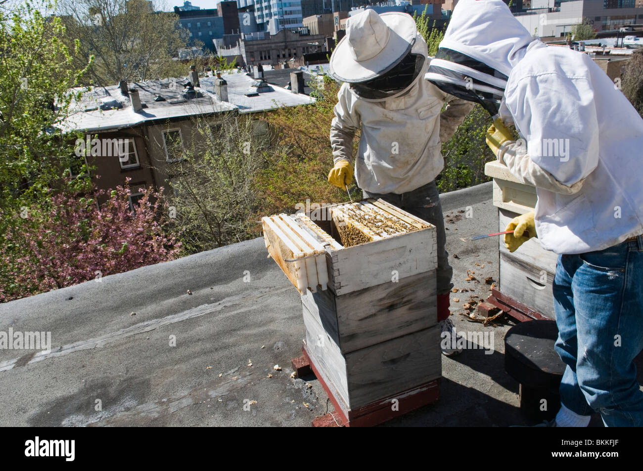 Urban Beekeepers inspecting their bees, on a rooftop in Brooklyn, New ...