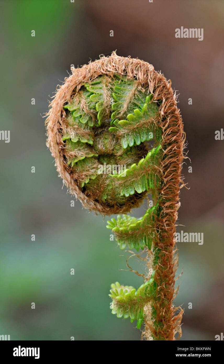 Unfurling fern frond - "Bishops Crozier Stock Photo - Alamy