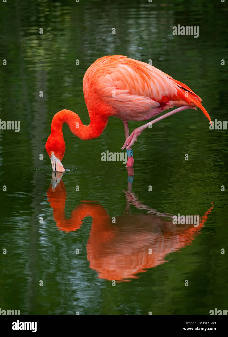 Flamingo bird standing on one leg hi-res stock photography and images ...