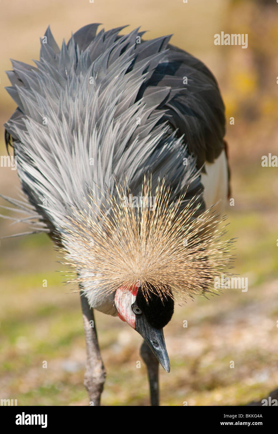Grey Crowned Crane Stock Photo - Alamy