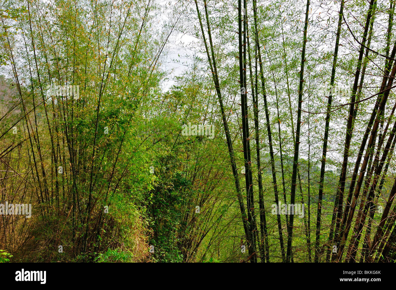 Kerala trees hi-res stock photography and images - Alamy