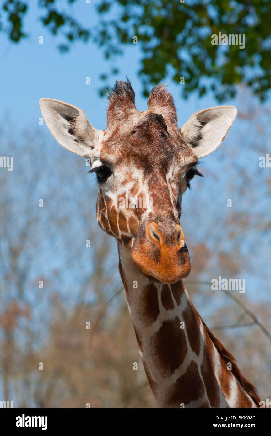 Giraffe portrait hi-res stock photography and images - Alamy