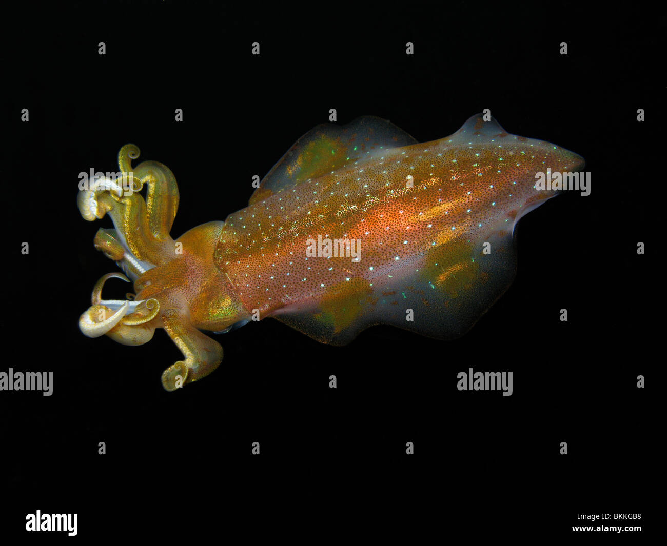Chromatophores squid hi-res stock photography and images - Alamy