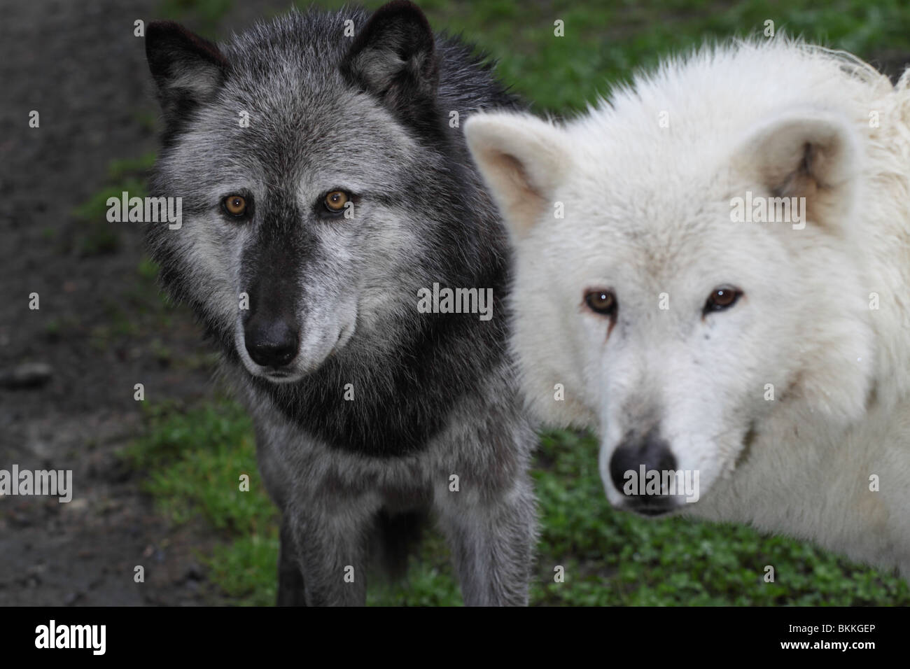Wolf eyes dark hi-res stock photography and images - Alamy