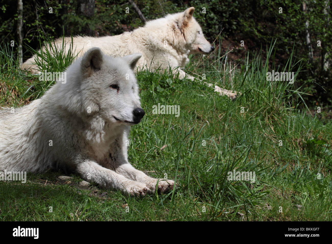 Two timber wolves laying on top of a grassy hill looking off camera ...