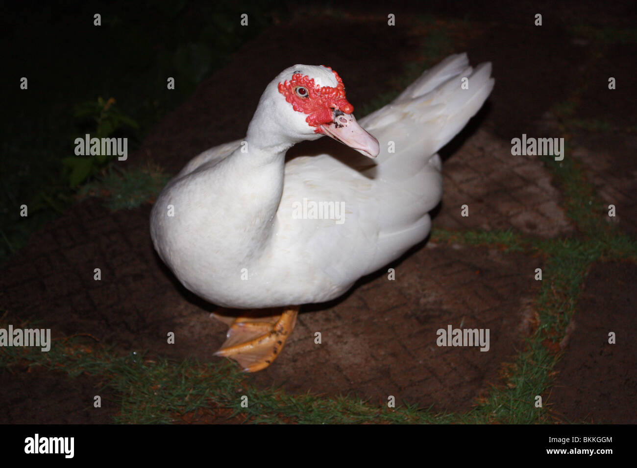 White Duck Profile High Resolution Stock Photography and Images - Alamy