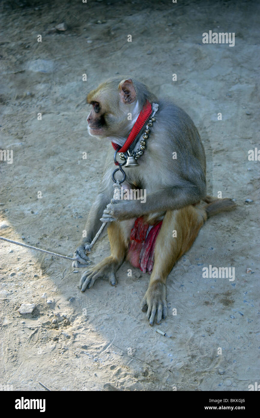 street monkey performing tricks on road side Stock Photo - Alamy