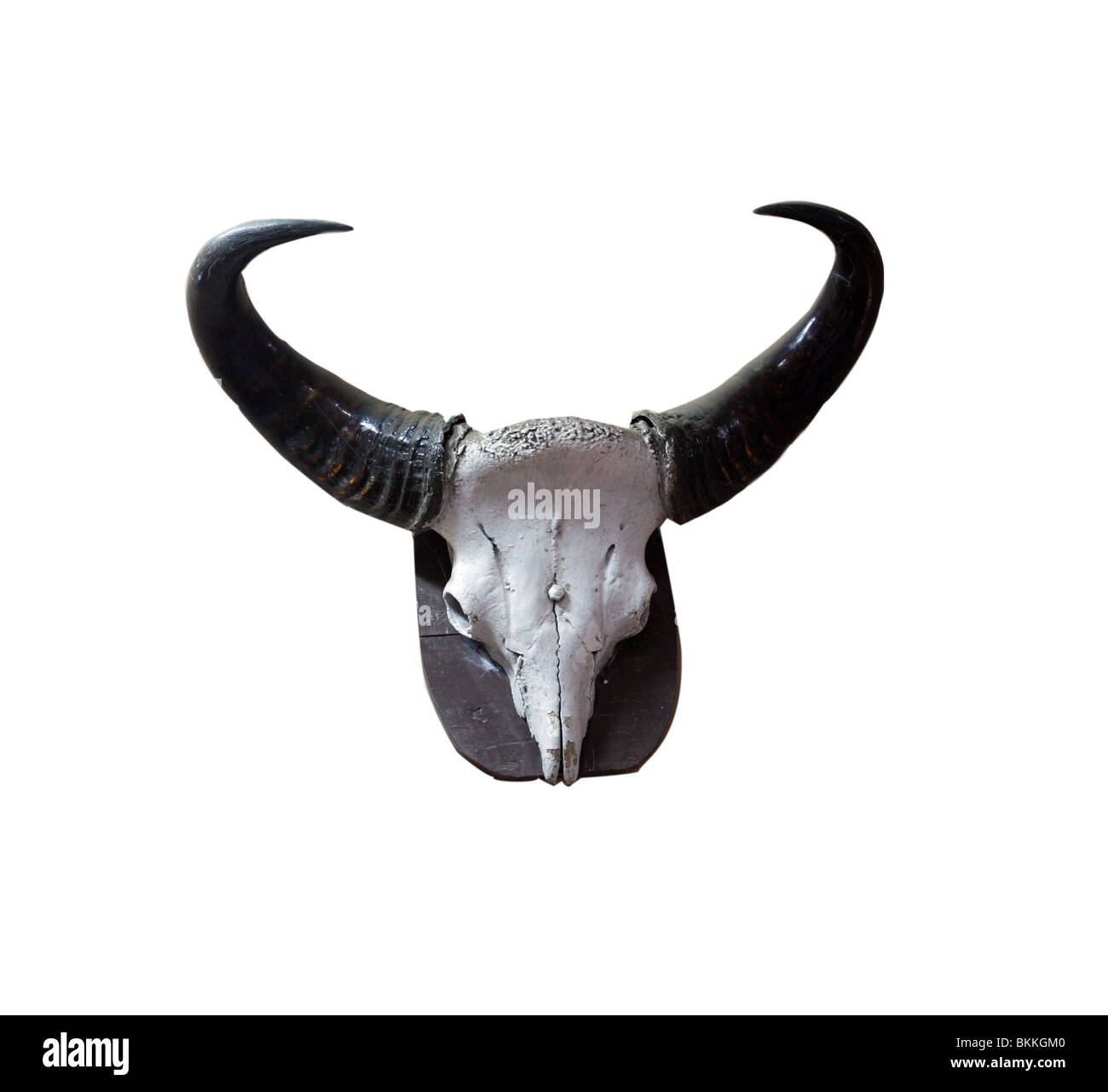 Ox Head Stock Photos & Ox Head Stock Images - Alamy