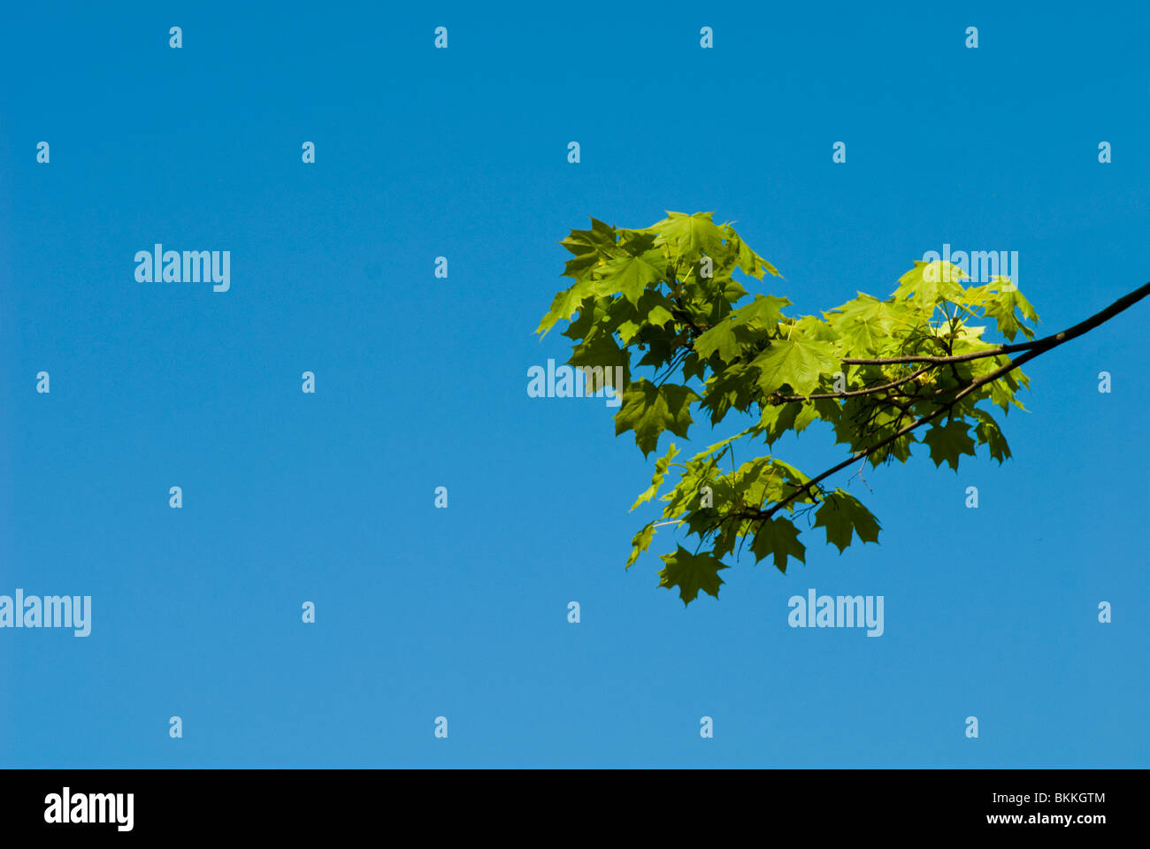 New Spring Leaves on a Tree Stock Photo - Alamy
