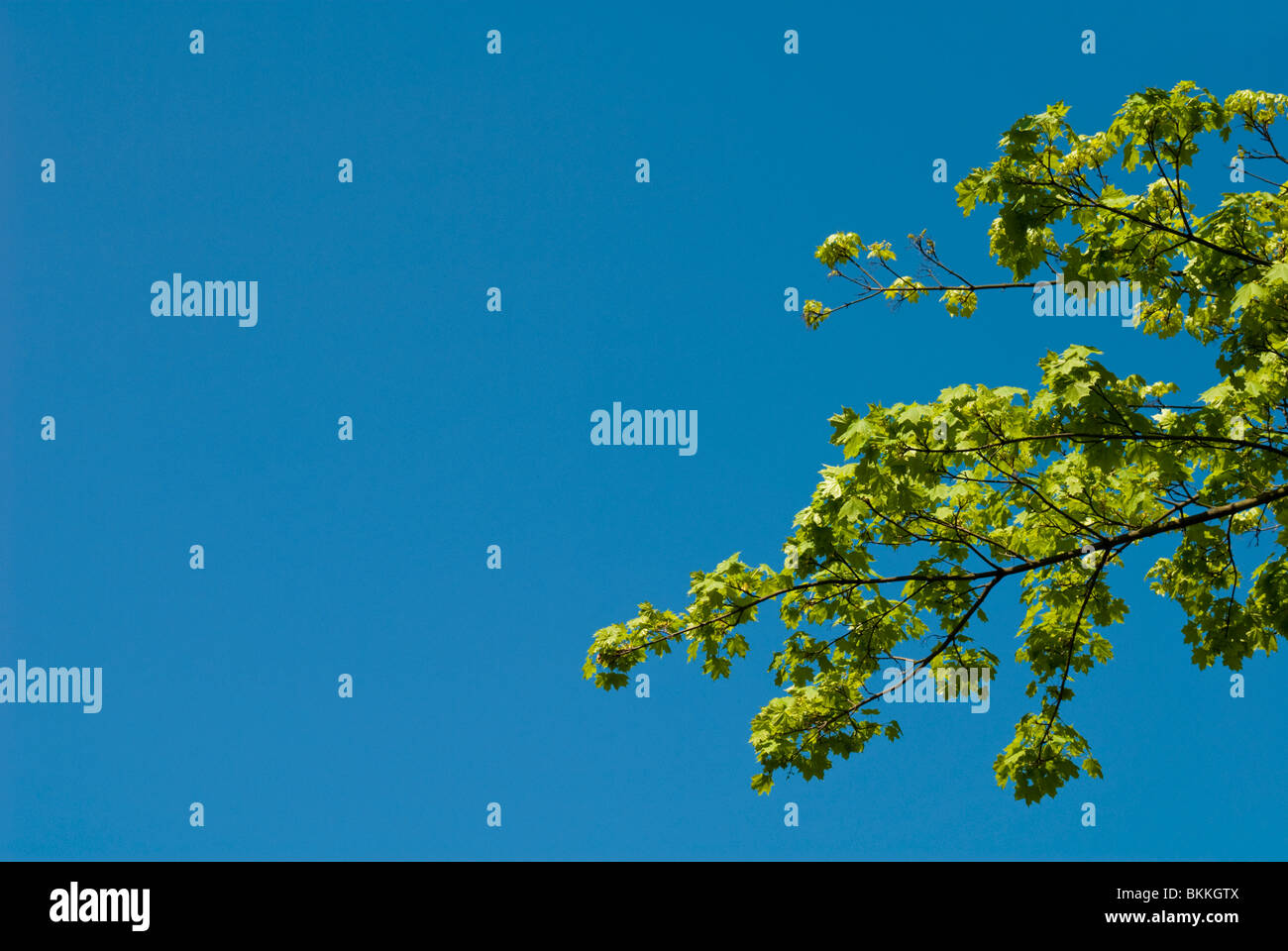 New Spring Leaves on a Tree Stock Photo - Alamy