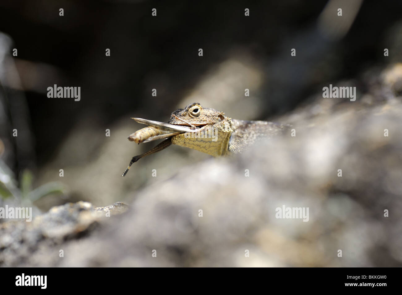 Southern Rock Agama Lizard with Locust which it has caught Stock Photo ...