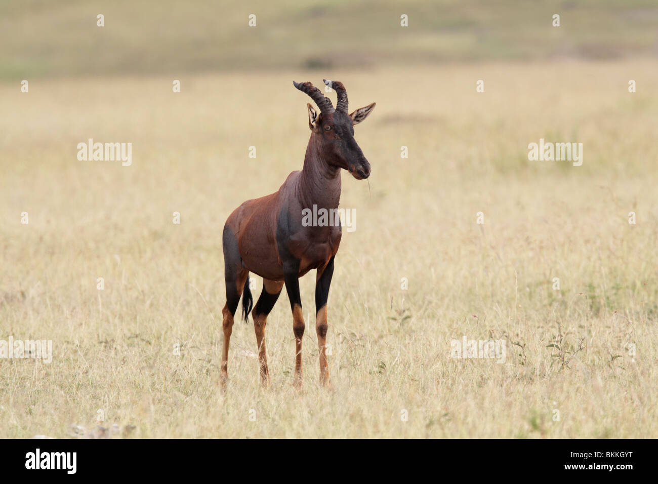 Topi plains hi-res stock photography and images - Alamy
