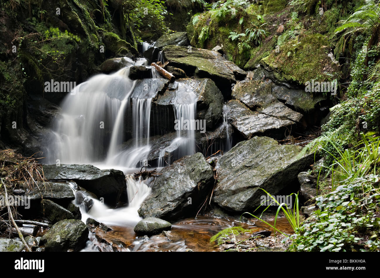 Argyll forest park cowal hi-res stock photography and images - Alamy