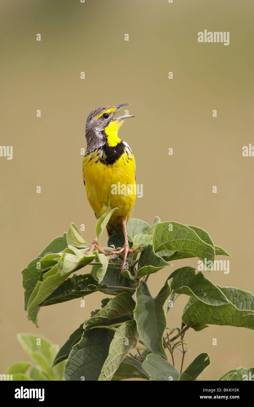 Yellow-throated Longclaw, Macronyx croceus, singing in Mara reserve of ...