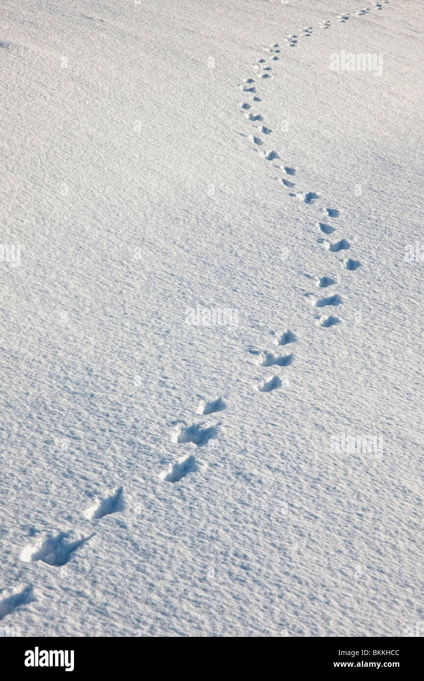 Animal pathway hi-res stock photography and images - Alamy