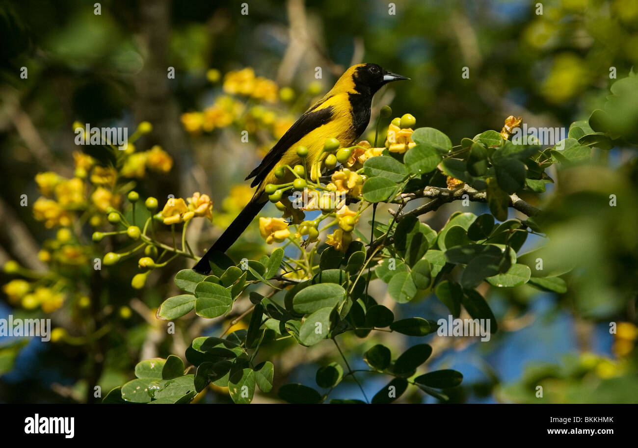 An Audubon's Oriole, Icterus graduacauda, perchs on a tree in the ...