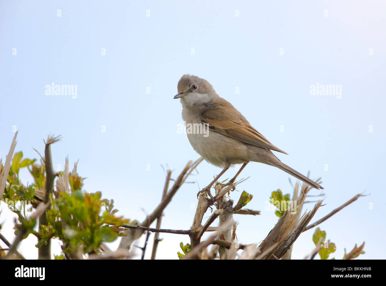 Common Whitethroat on territory in hedgerow May UK Stock Photo - Alamy