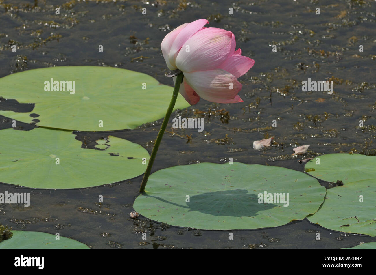 Lotus flower shadow hi-res stock photography and images - Alamy