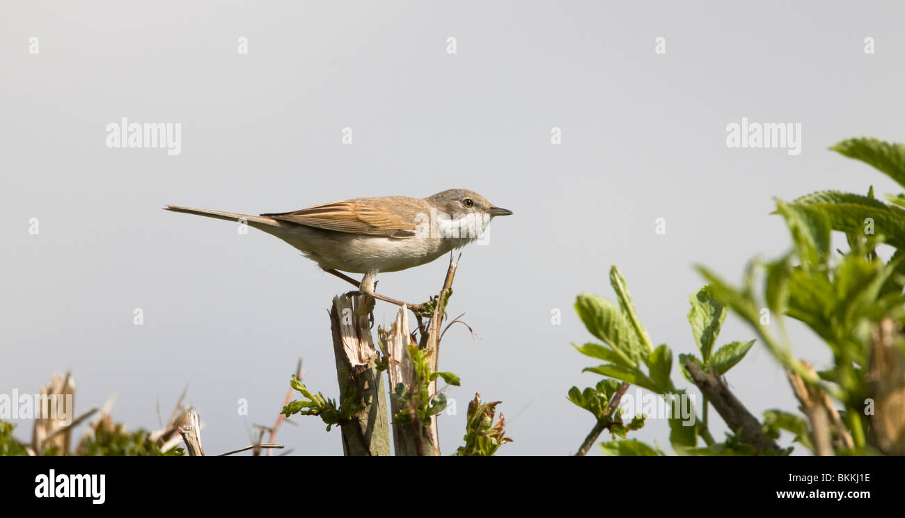 Common Whitethroat on territory in hedgerow May UK Stock Photo - Alamy