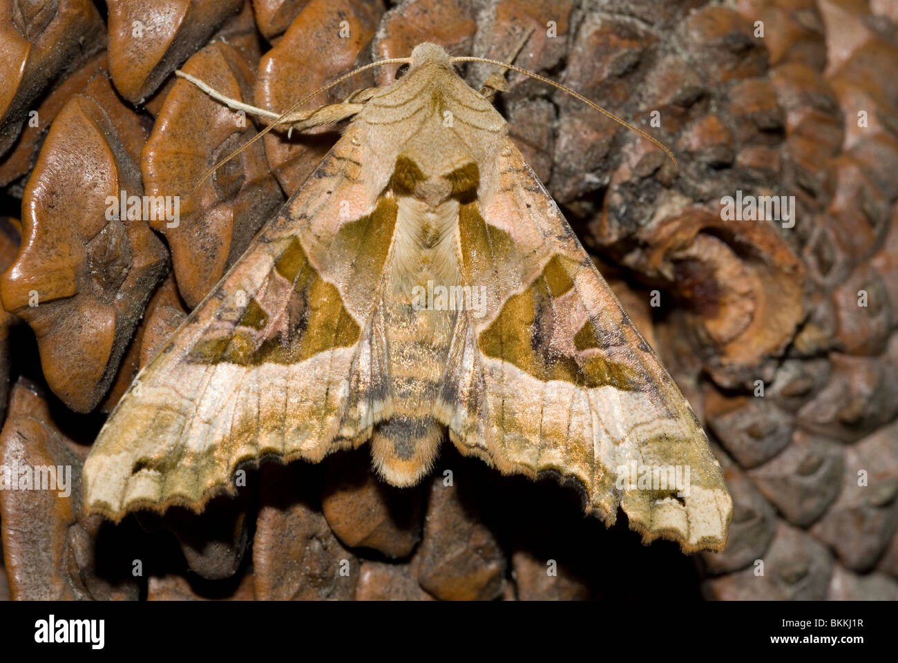 Angle Shades moth (Phlogophora meticulosa Stock Photo - Alamy