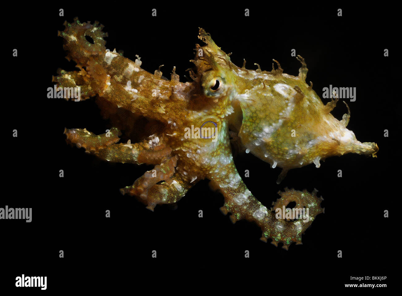 Octopus filosus hi-res stock photography and images - Alamy