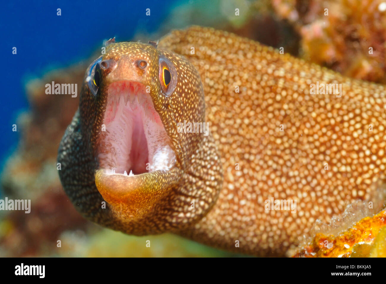 Goldentail moray (Gymnothorax miliaris) Cozumel, Mexico Stock Photo - Alamy