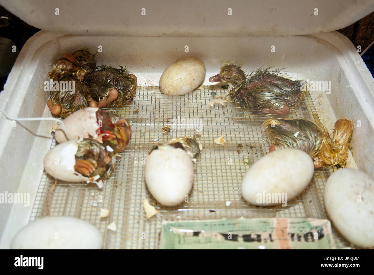 Baby geese or gosling's hatching in a incubator Hampshire, England ...