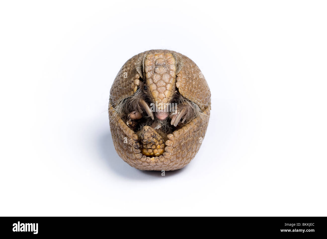 Armadillo Rolled Into Ball