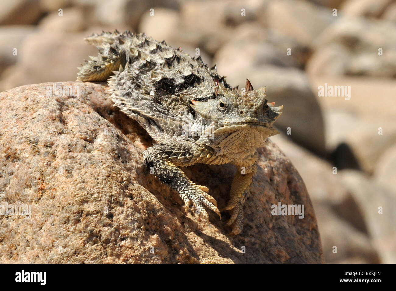 Horned lizard defense hi-res stock photography and images - Alamy