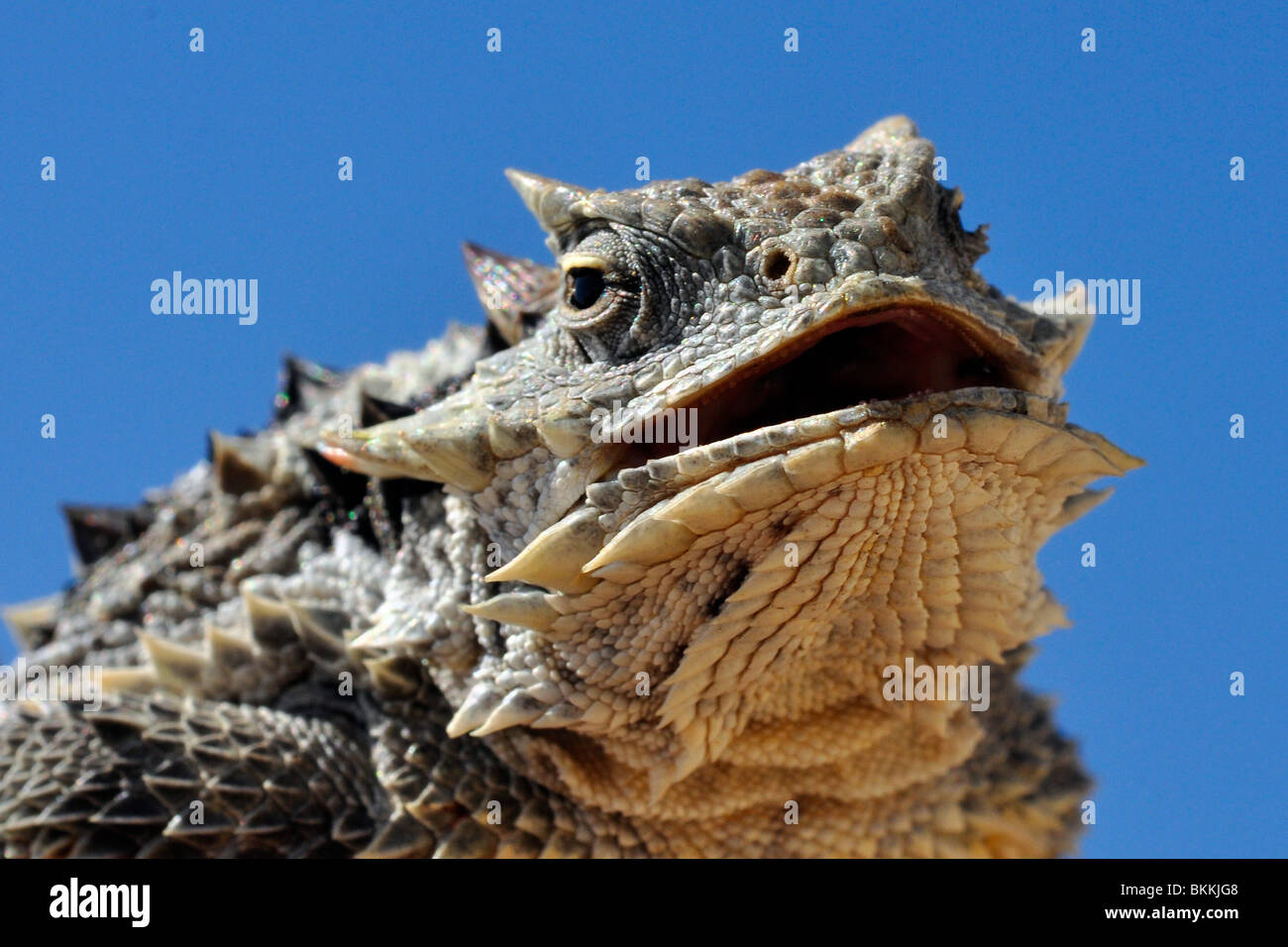 Horned lizard hi-res stock photography and images - Alamy