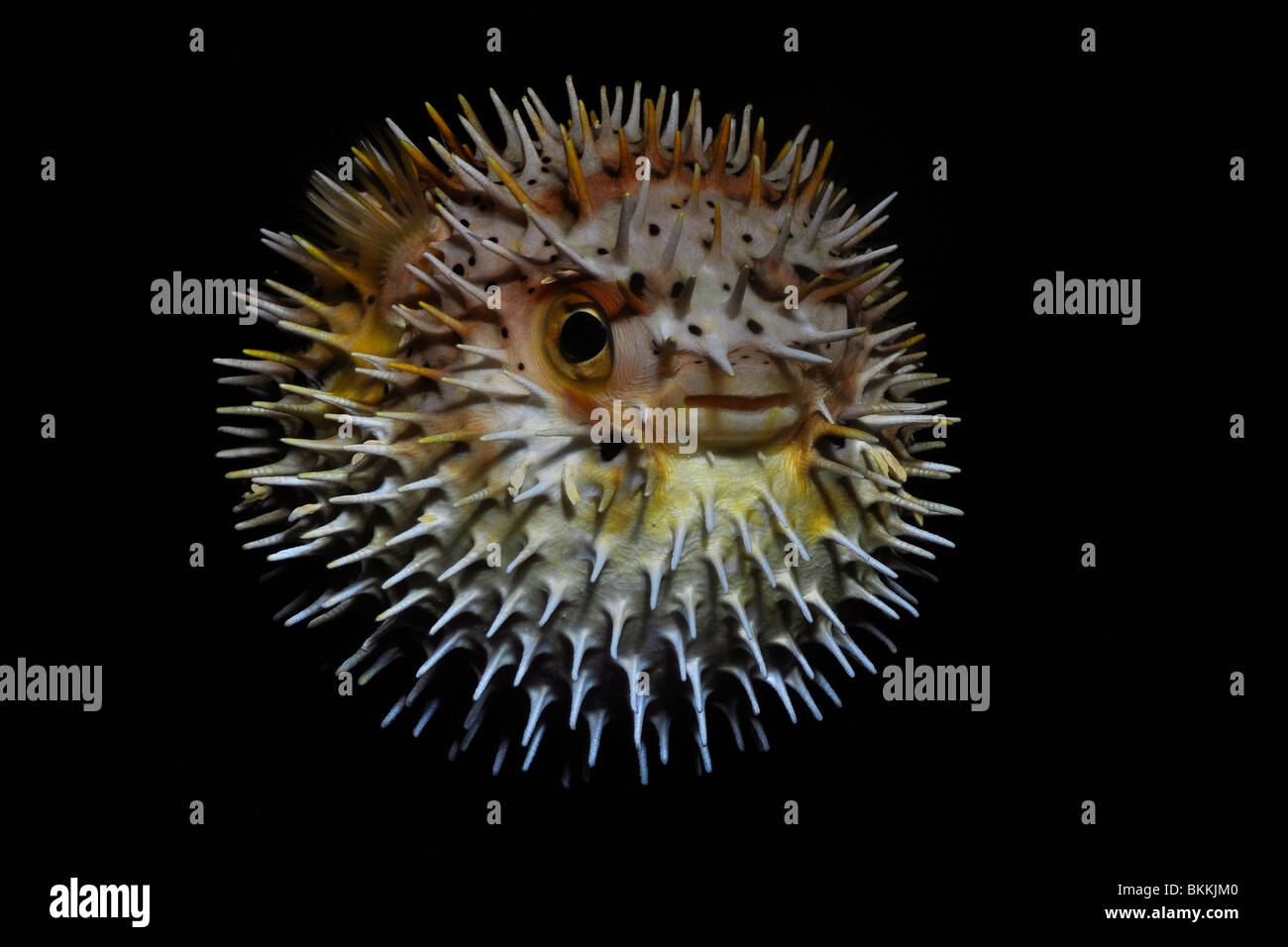 Diodon holocanthus hi-res stock photography and images - Alamy