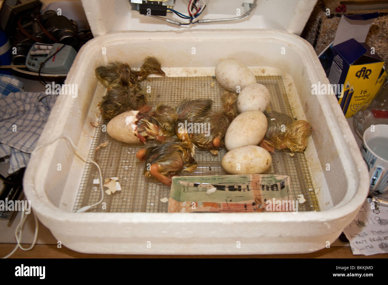 Goslings baby geese hatching in a incubator hi-res stock photography ...
