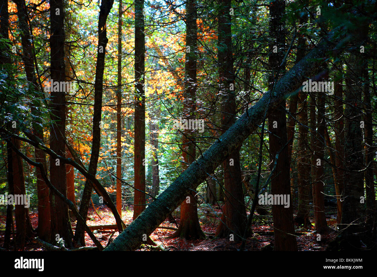 The ridges sanctuary door county hi-res stock photography and images ...