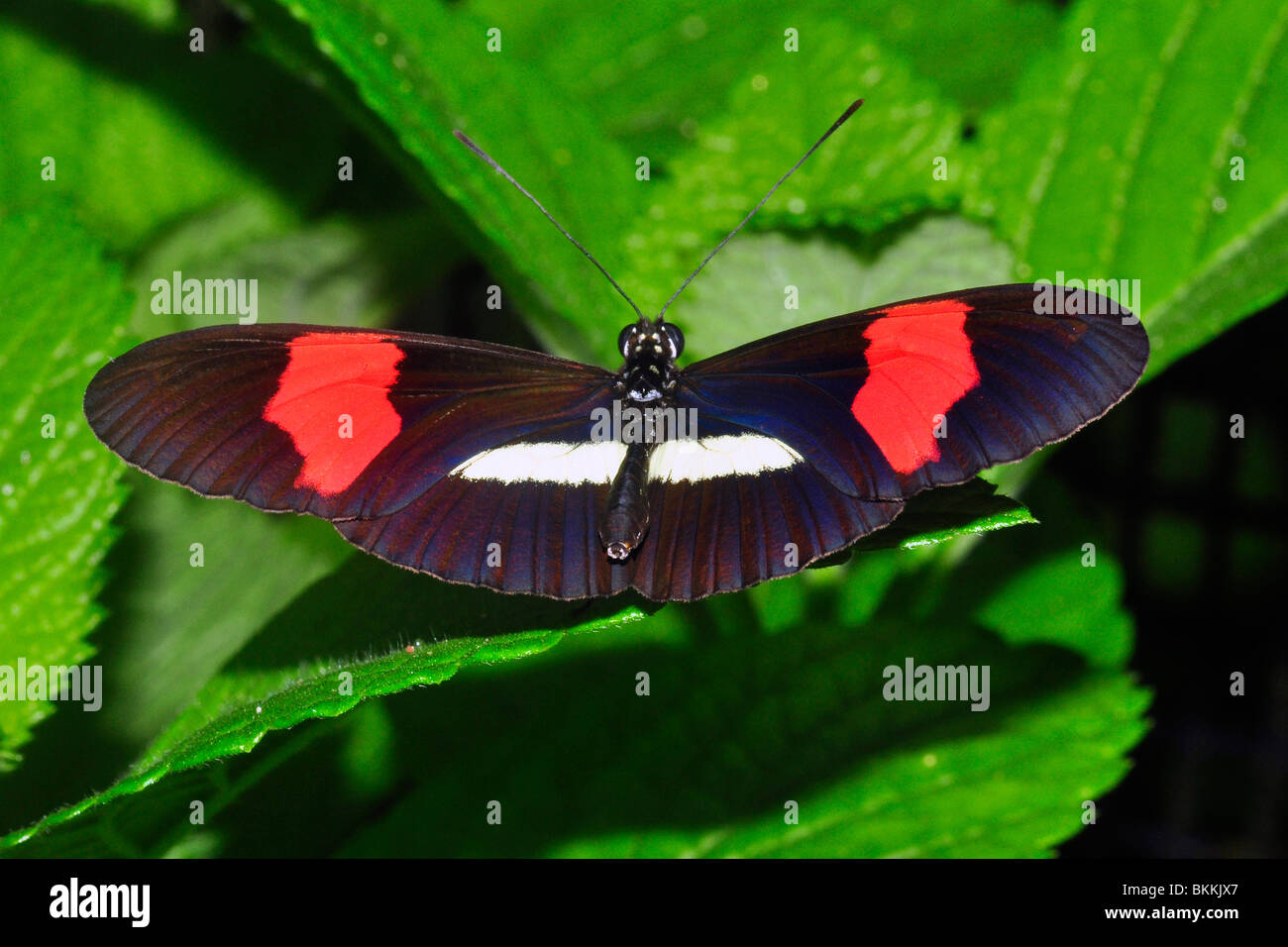 Postman butterfly heliconius melpomene hi-res stock photography and ...