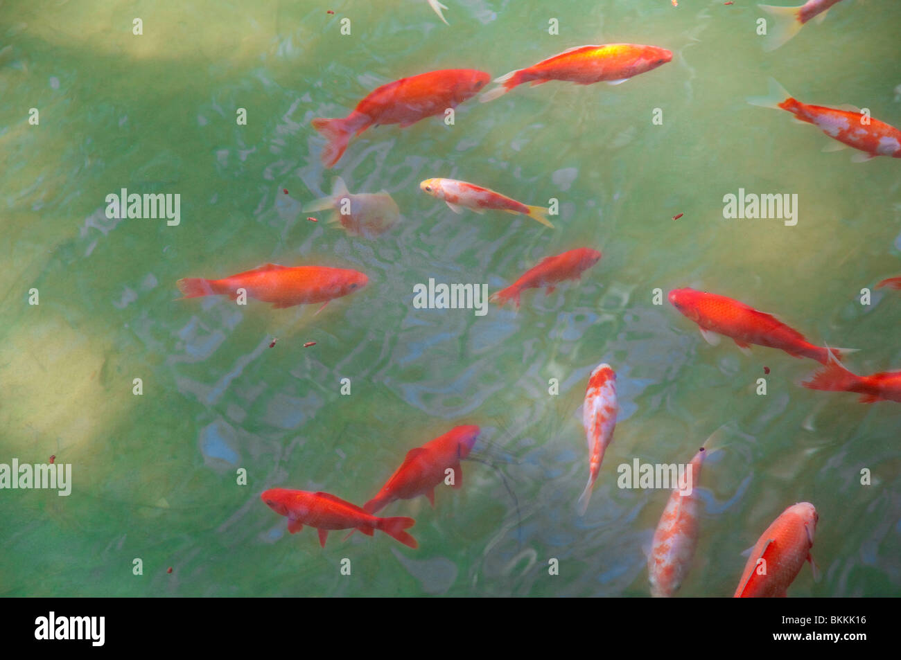 poissons rouges goldfish Stock Photo - Alamy