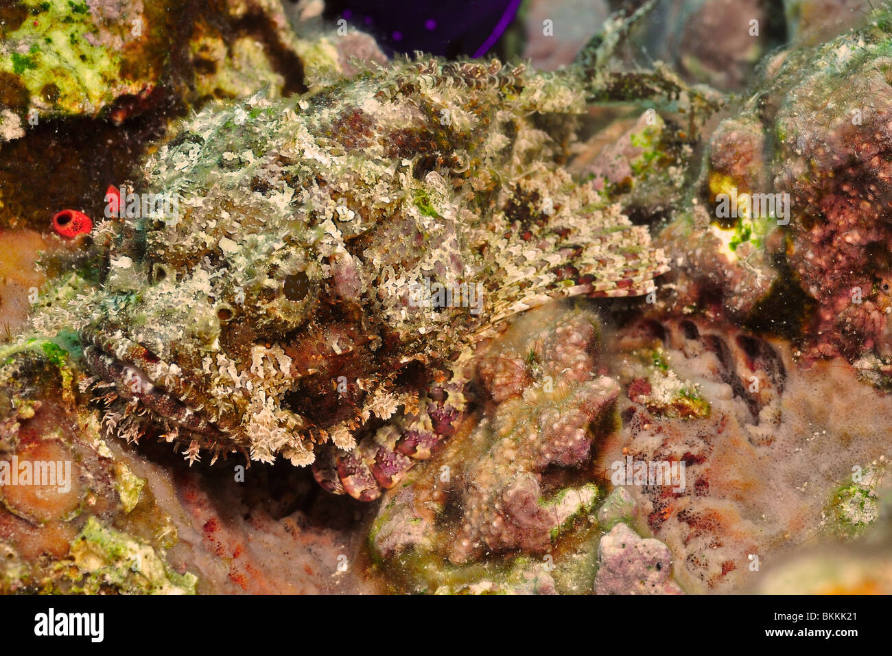 Spotted scorpionfish hi-res stock photography and images - Alamy