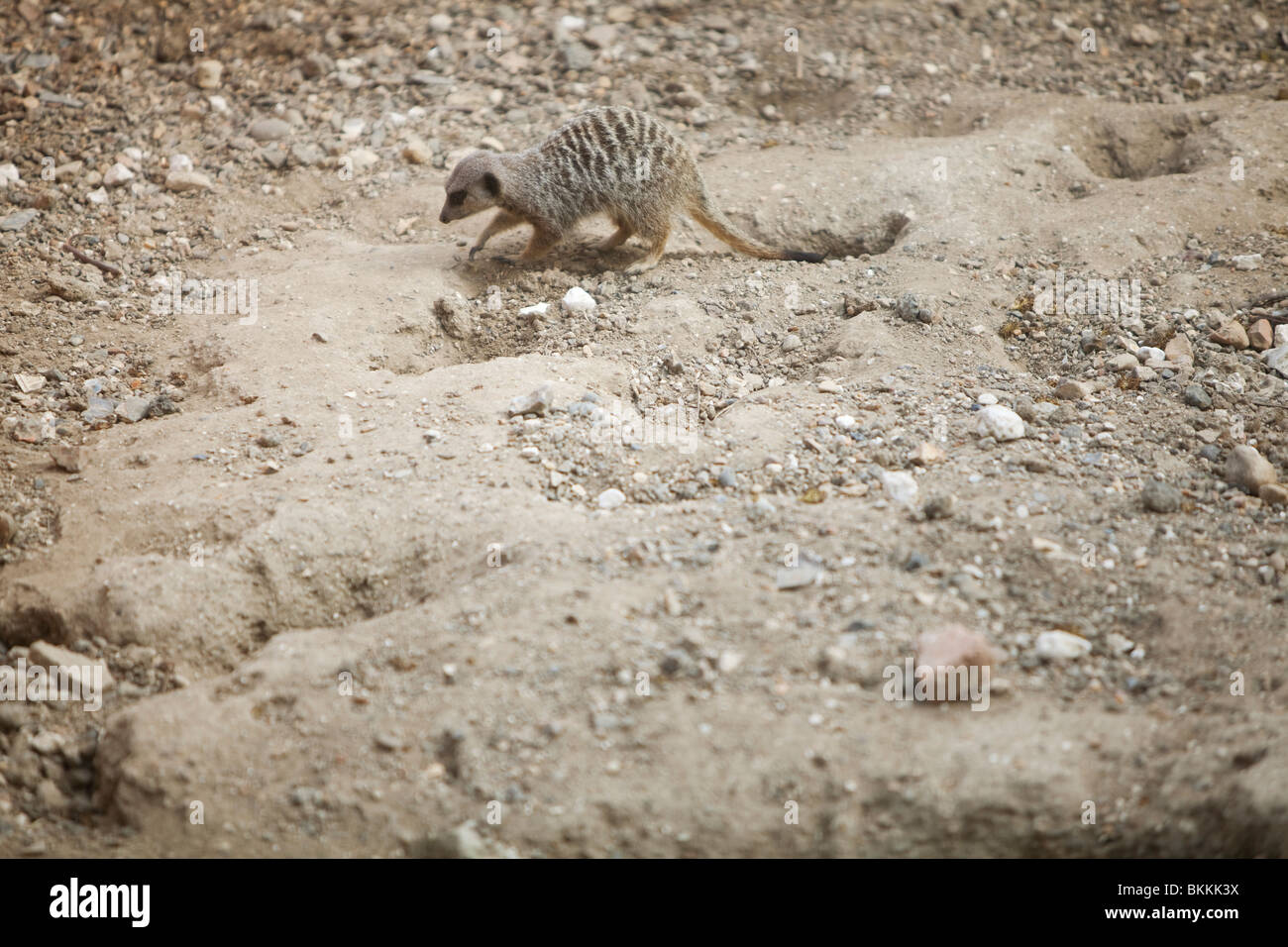 Scurries hi-res stock photography and images - Alamy