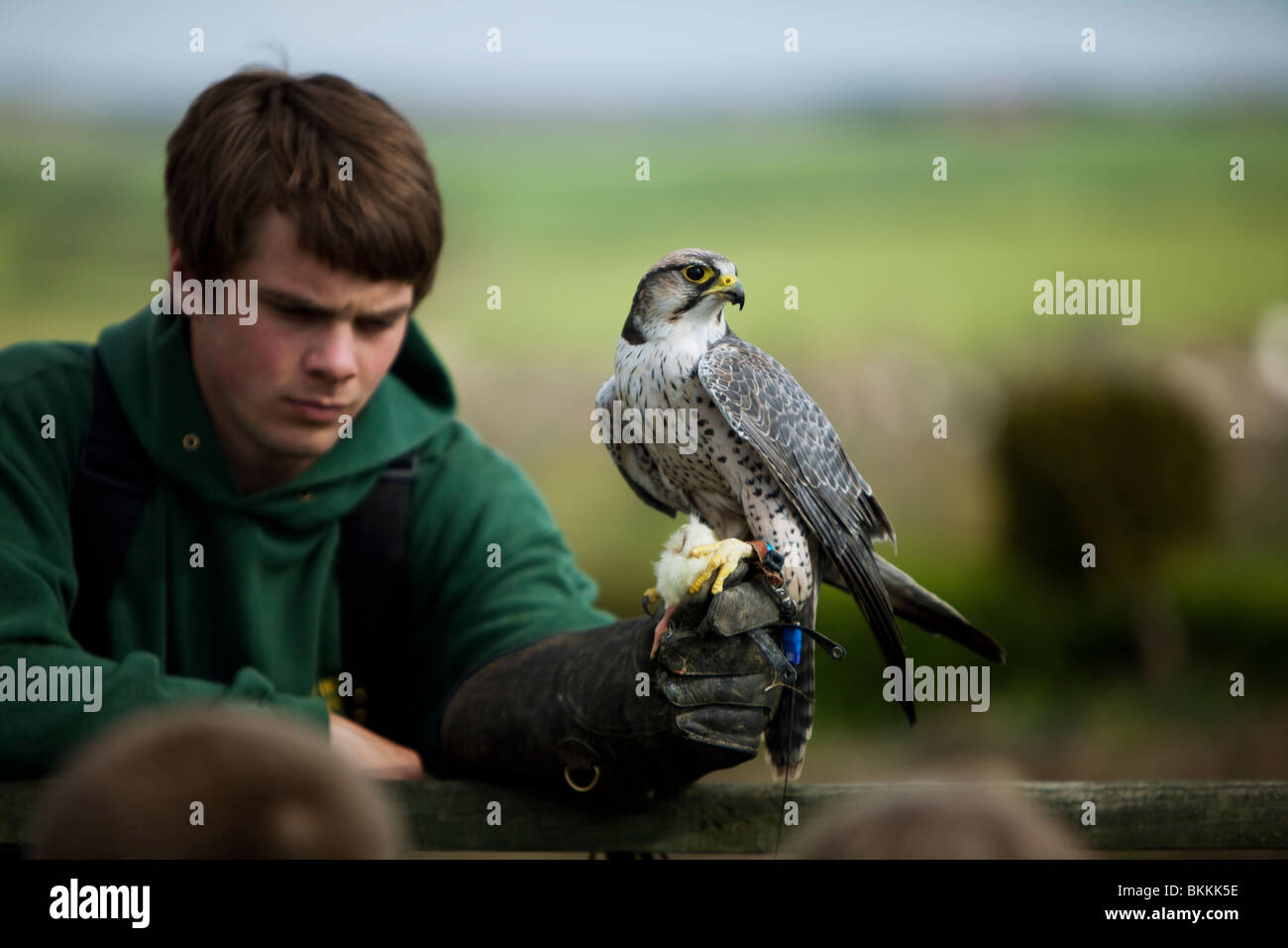 a boy holds a bird of prey Stock Photo - Alamy