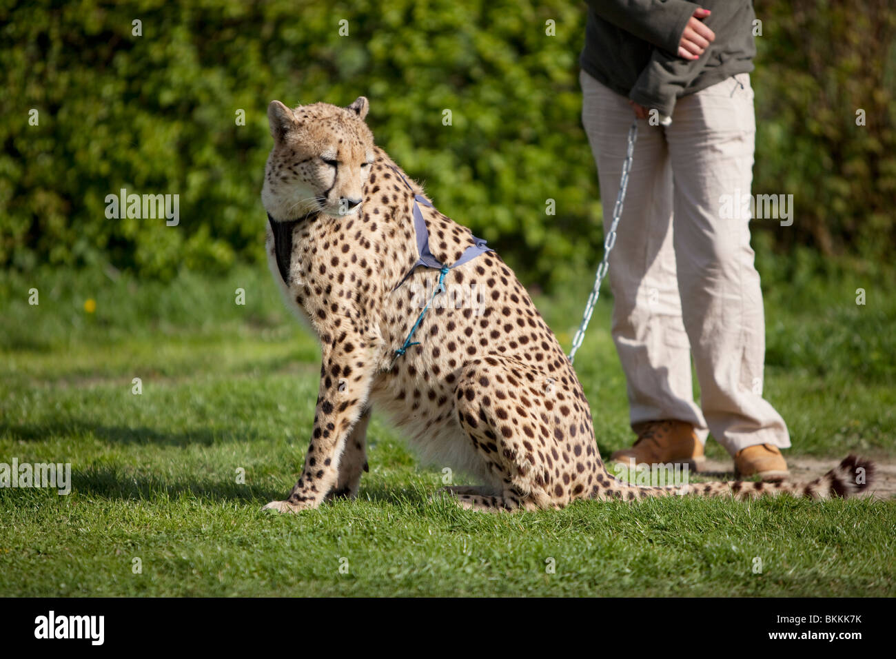 a cheetah sits, attatched to a lead next to the legs of its owner Stock ...