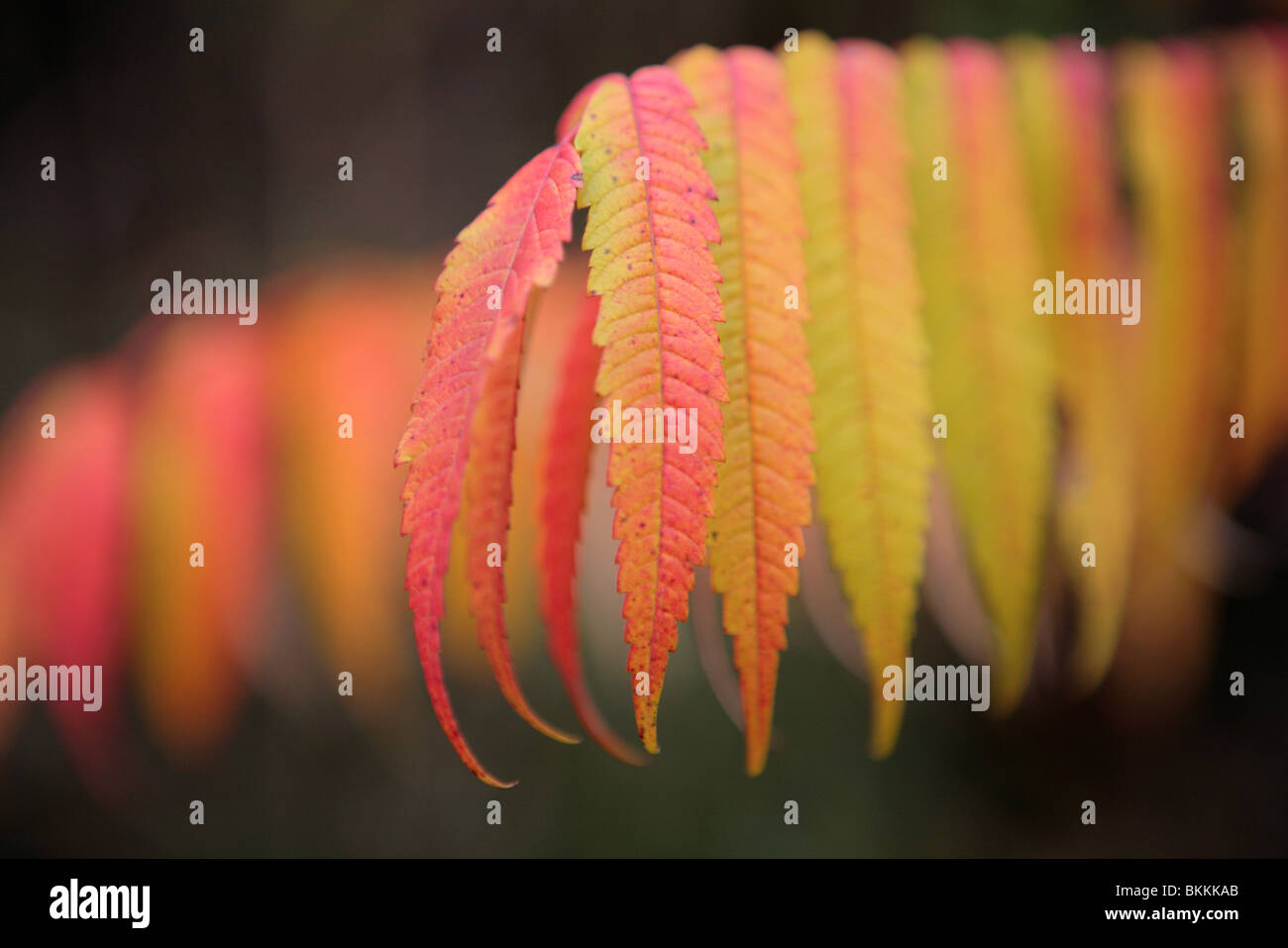 RED AND GOLDEN SUMAC SHRUB LEAVES (RUS) IN AUTUMN IN DOOR COUNTY ...