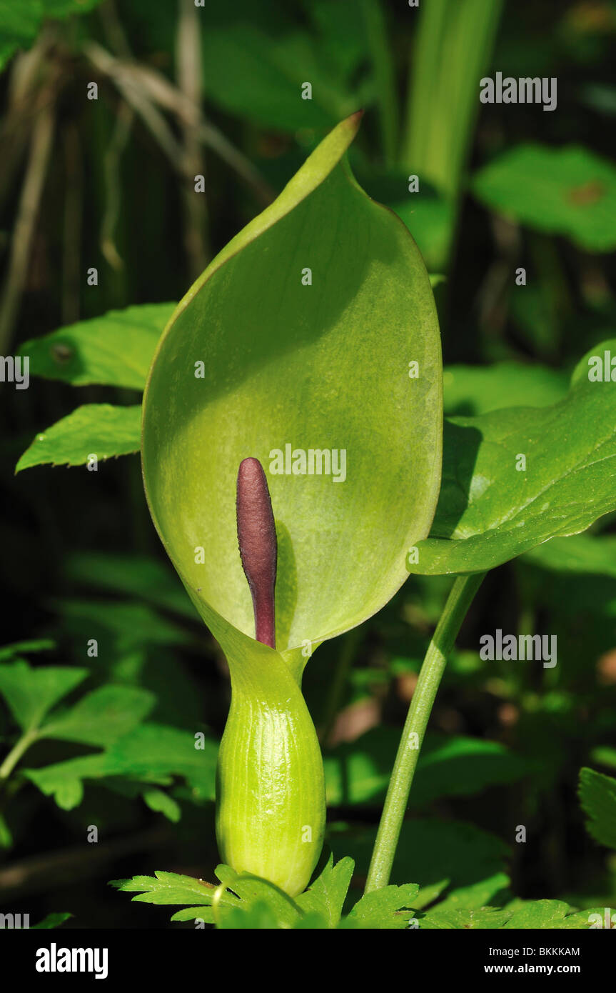 Wild Arum High Resolution Stock Photography and Images - Alamy