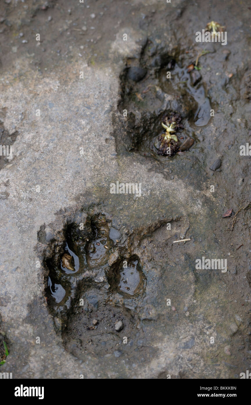 Wolf paw prints hi-res stock photography and images - Alamy