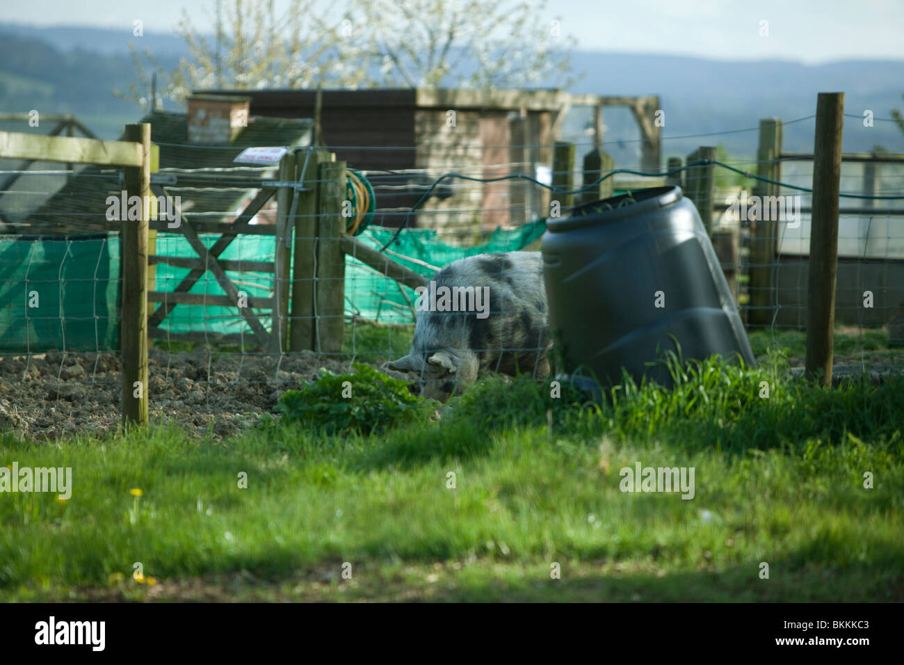 English pig farm hi-res stock photography and images - Alamy