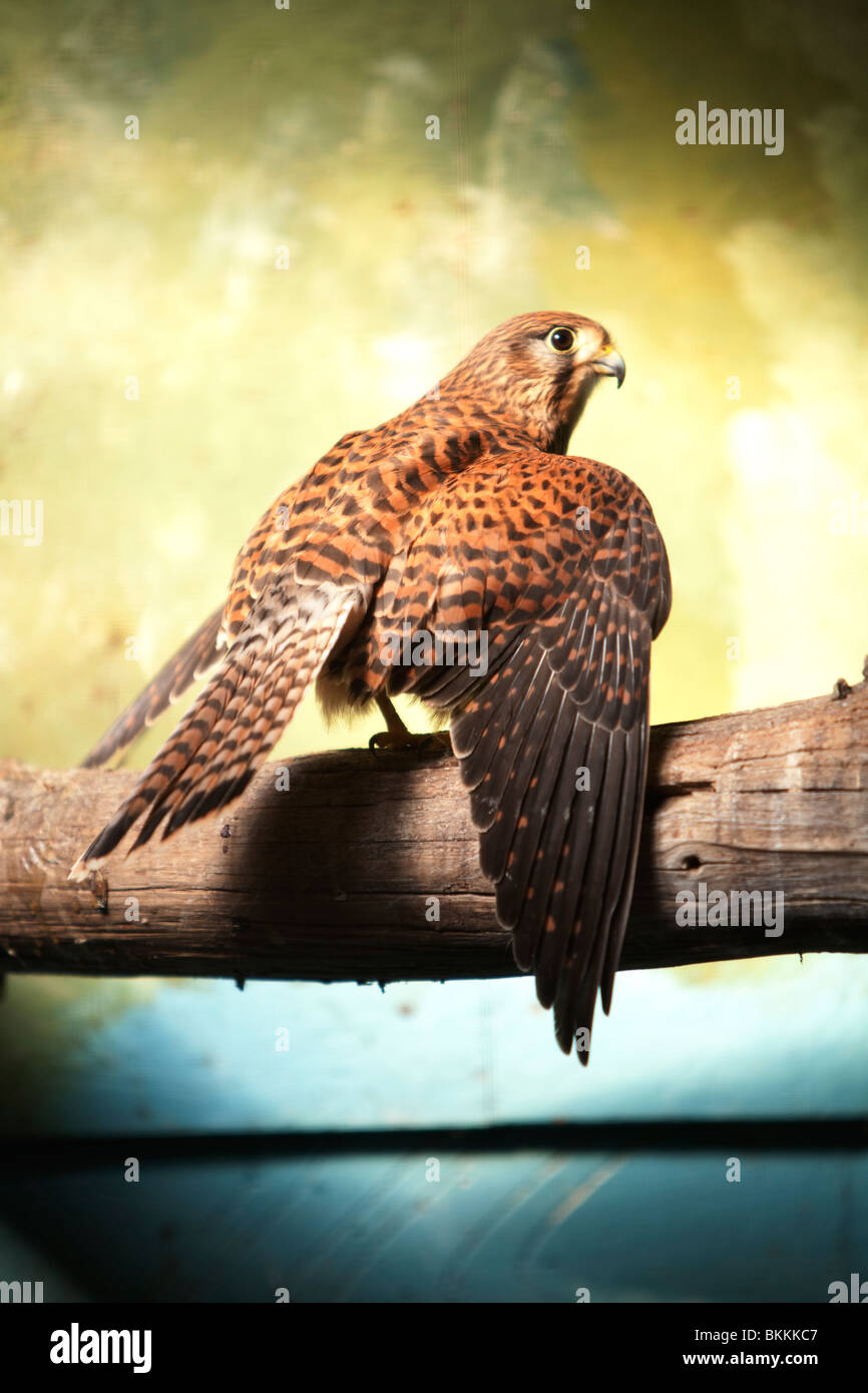Falcon wings hi-res stock photography and images - Alamy