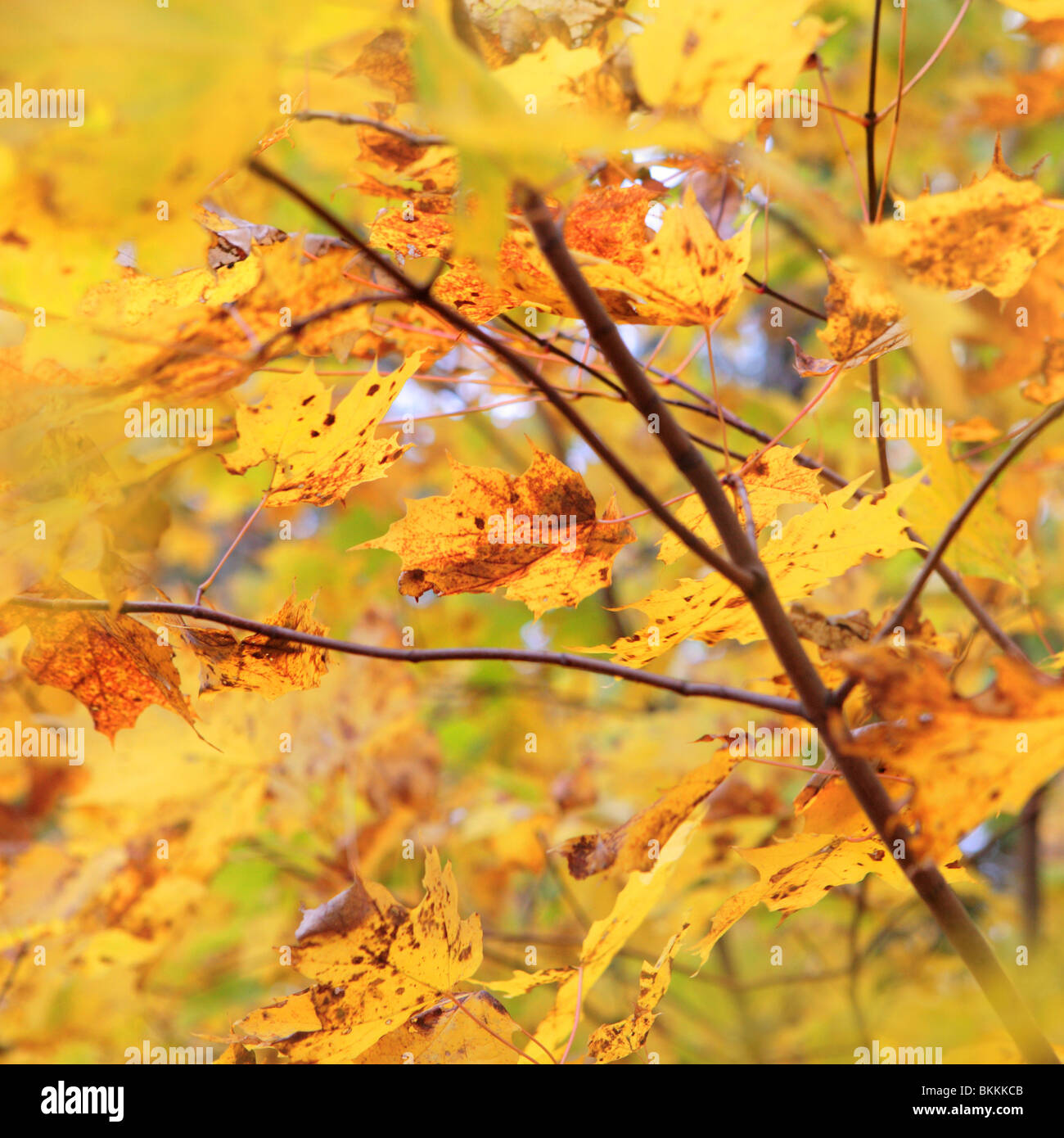 GOLDEN MAPLE LEAVES IN FALL IN NEWPORT STATE PARK, DOOR COUNTY ...