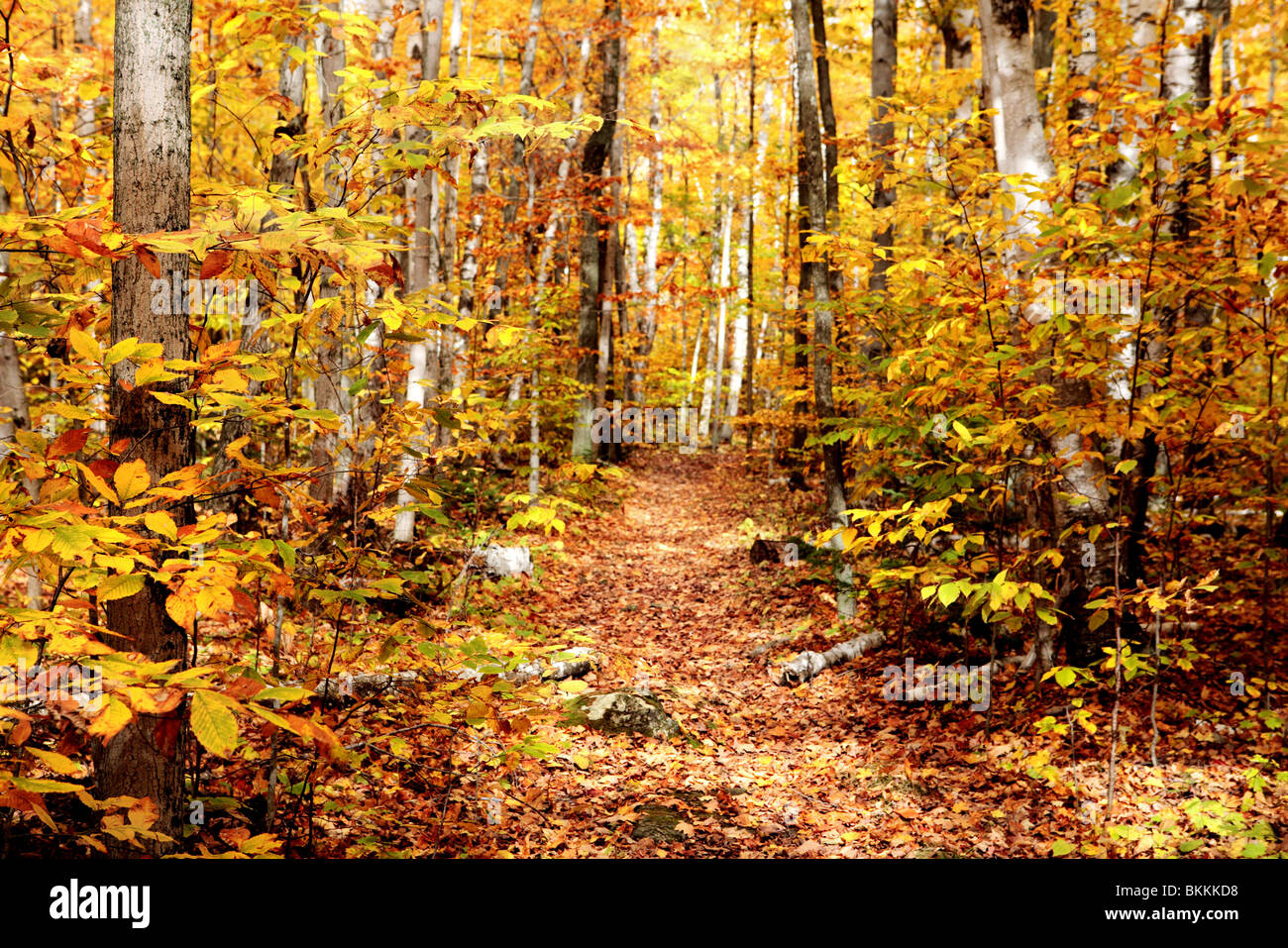 ROWLEYS BAY TRAIL IN NEWPORT STATE PARK, DOOR COUNTY, WISCONSIN, USA IN ...