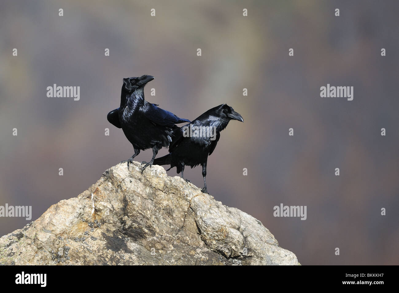 Pair of ravens standing on a rock Stock Photo - Alamy