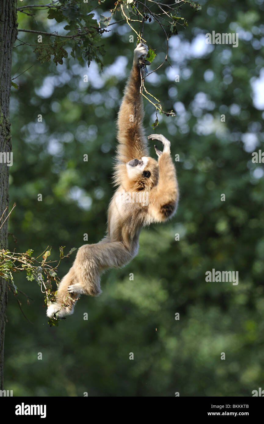 Gibbon swinging tree hi-res stock photography and images - Alamy